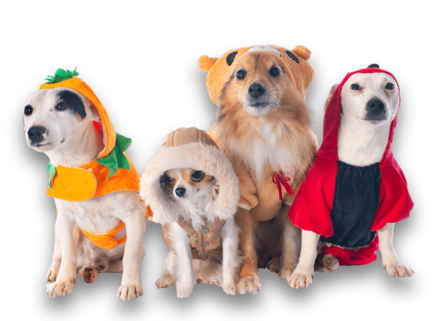 Can raw dog food cause liver issues in dogs?