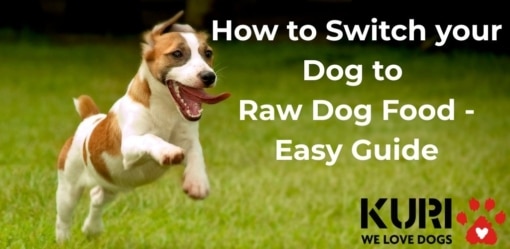 How to Switch your Dog to Kuri Raw Dog Food - Easy Guide